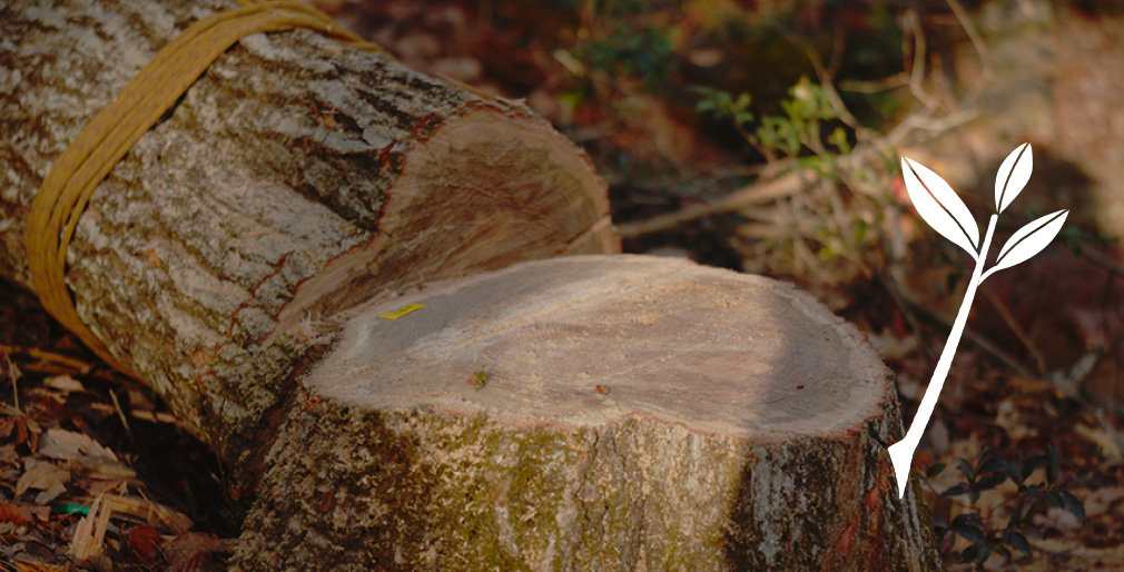 森を活用する | TRACEABLE TREE 土井木工株式会社